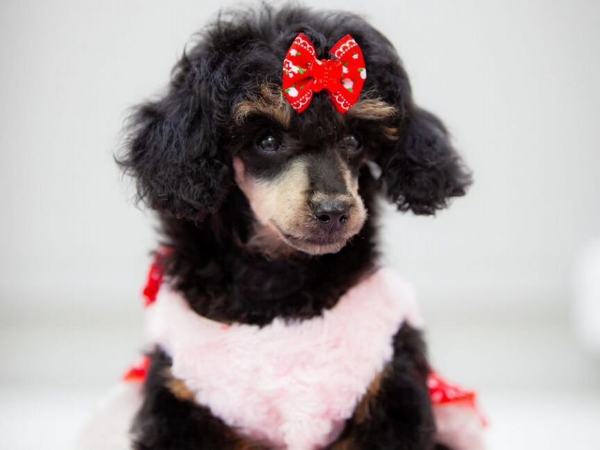 Девчушка пуделек