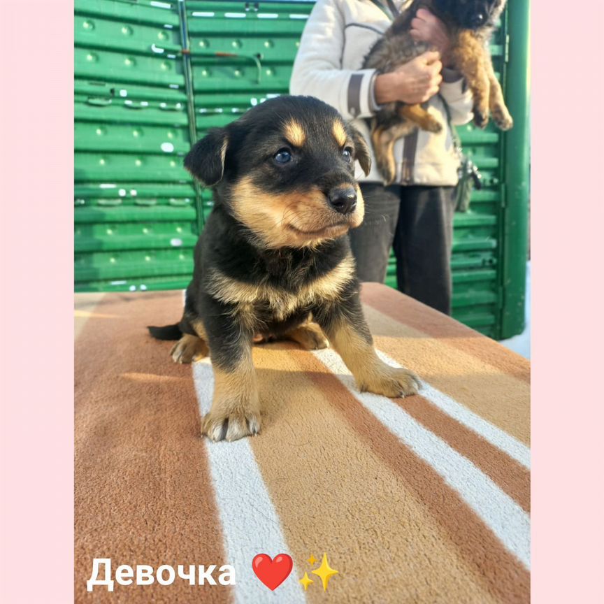 Месячный щенок-девочка