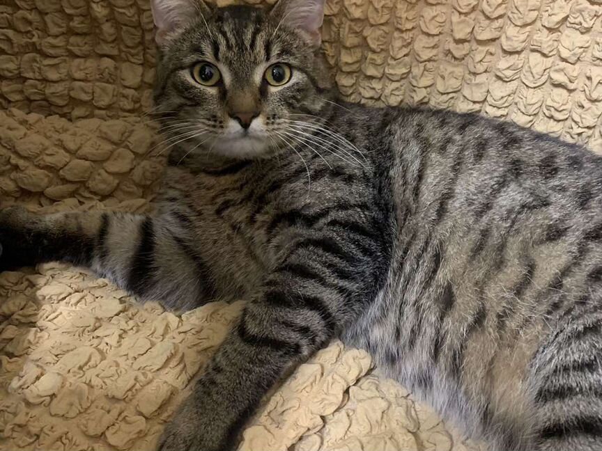 Камышовый котик