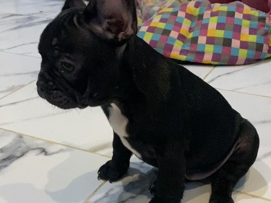 Французики