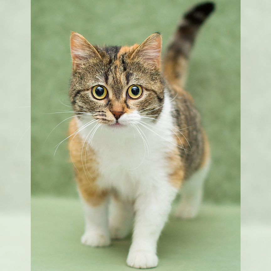 Шотландская прямоухая короткошёрстная, взрослая кошка