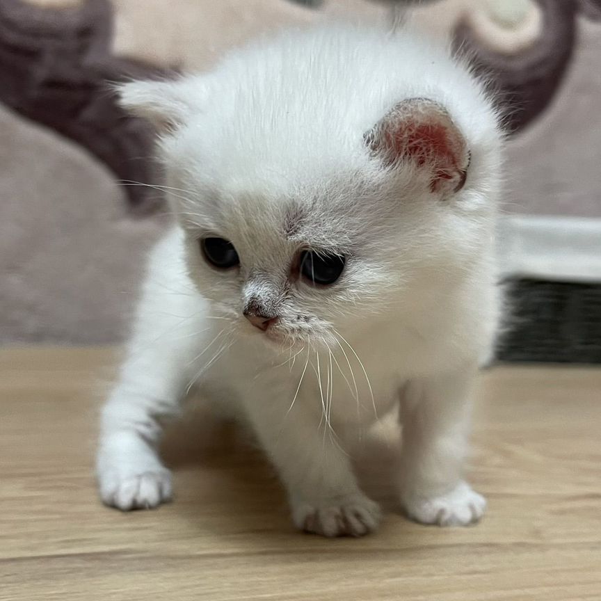 Британские котята