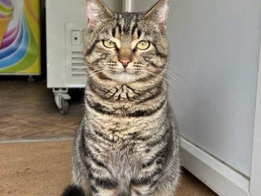 Котик в заботливые руки