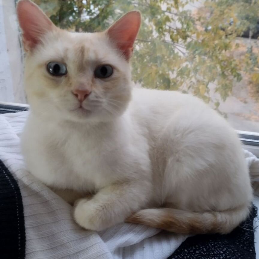 Котик бесплатно
