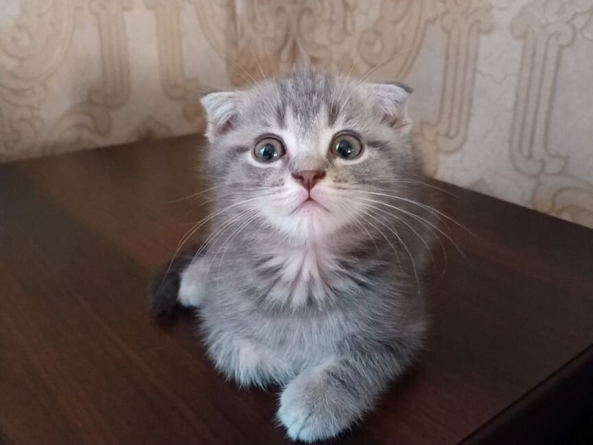 Шотландский вислоухий