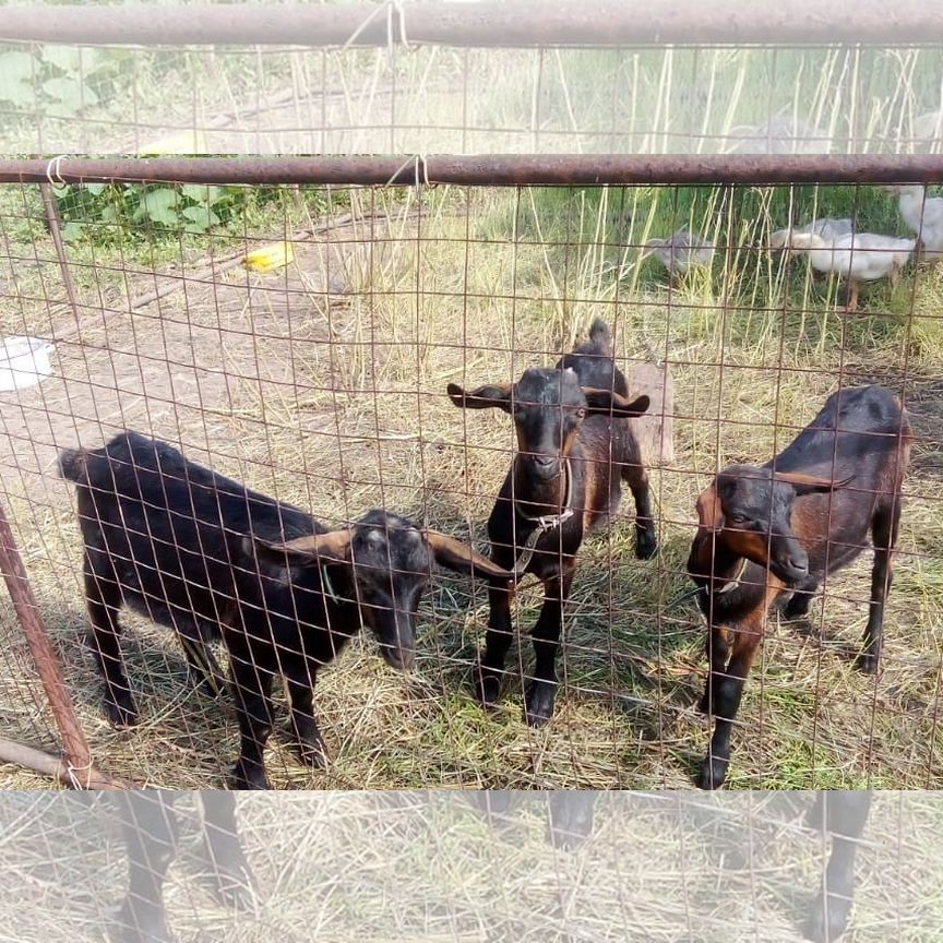 Цыплята месячные козлята 3 месяца