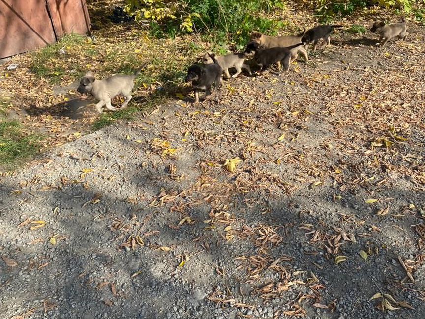 Щенок бездомный 10шт, их хотят застрелить