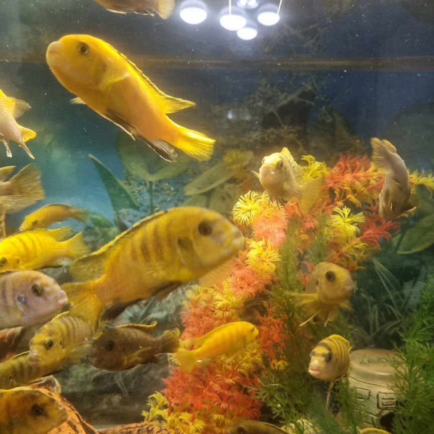 Рыбы малавийцы аквариумные 10 см примерно