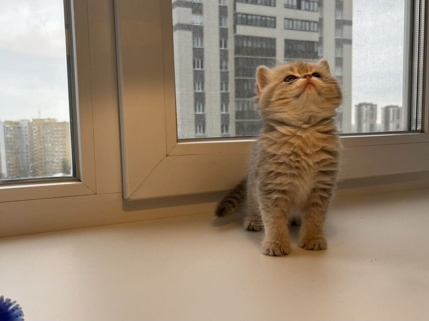 Кошка британская шиншилла