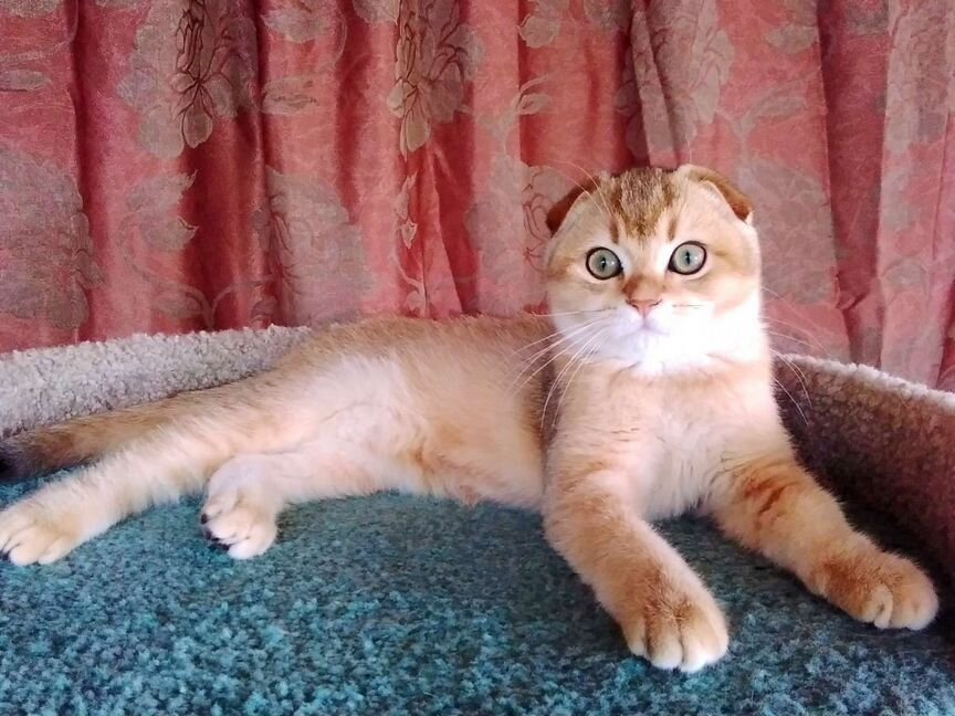 Золотая шиншилла с родословной