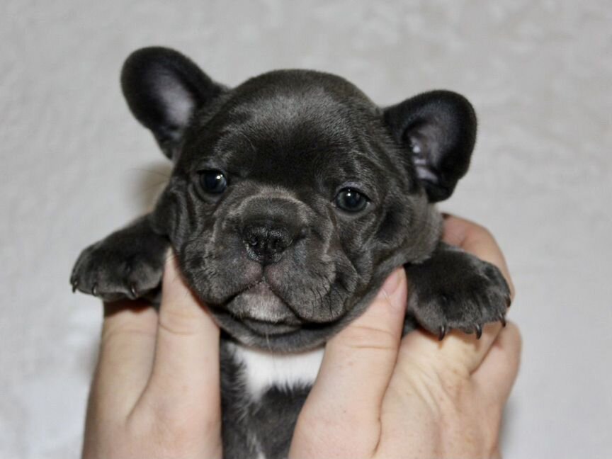 Французский бульдог щенки