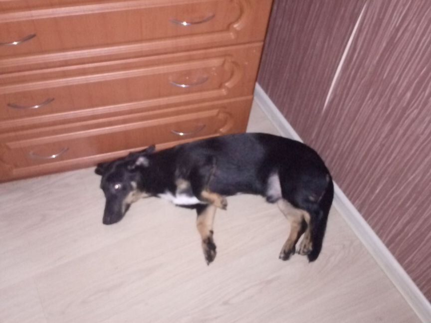 Собака в добрые руки отдам бесплатно