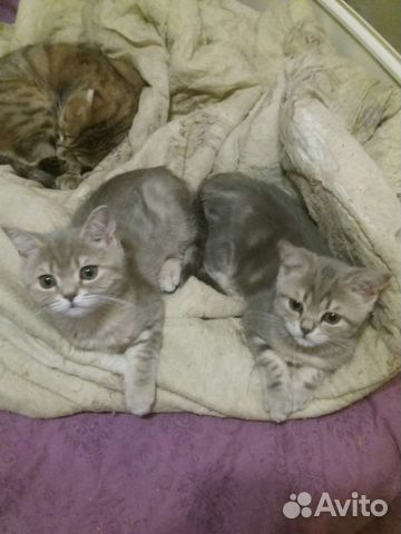 Шотландские котята