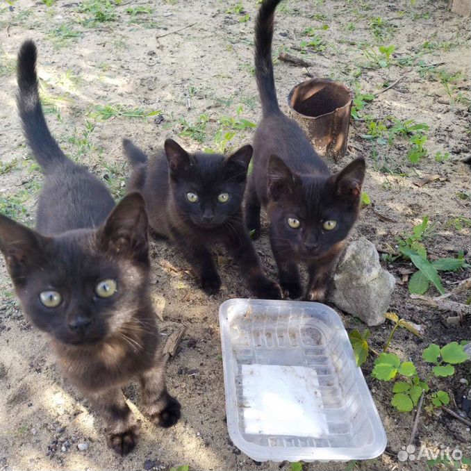 Котята 1,5месяца в добрые руки бесплатно