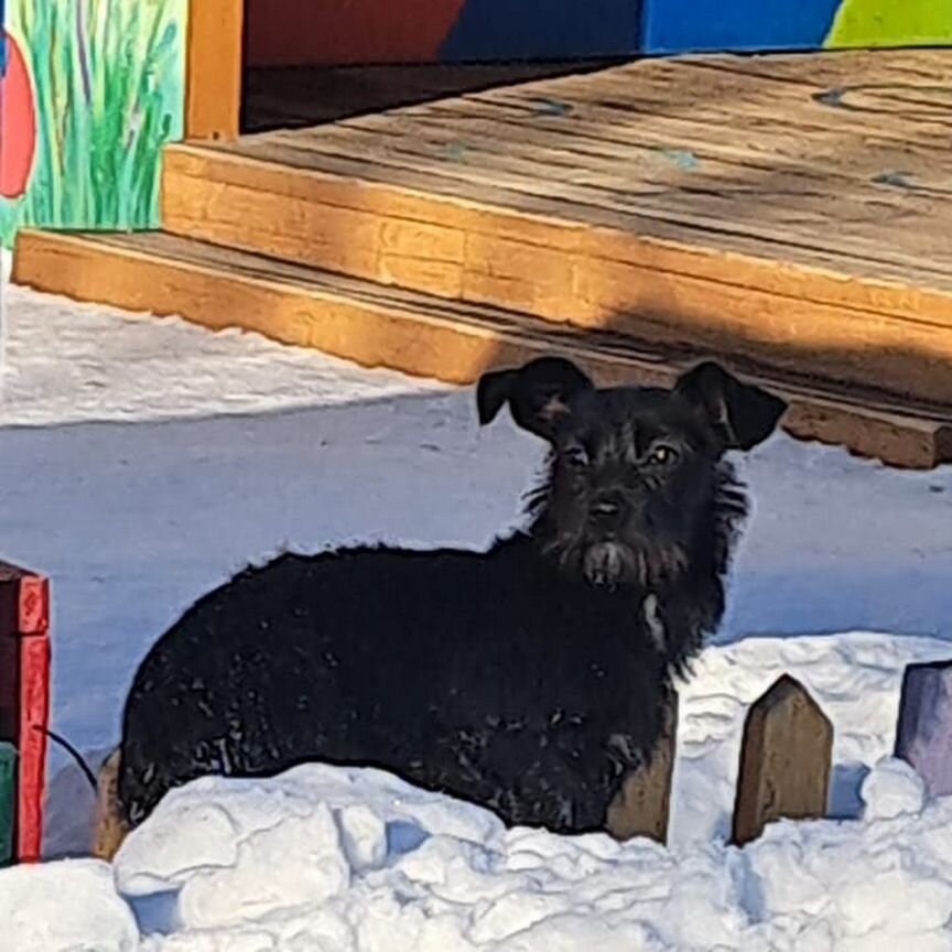 Собака в добрые руки