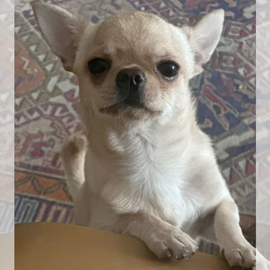 Чихуахуа, щенок