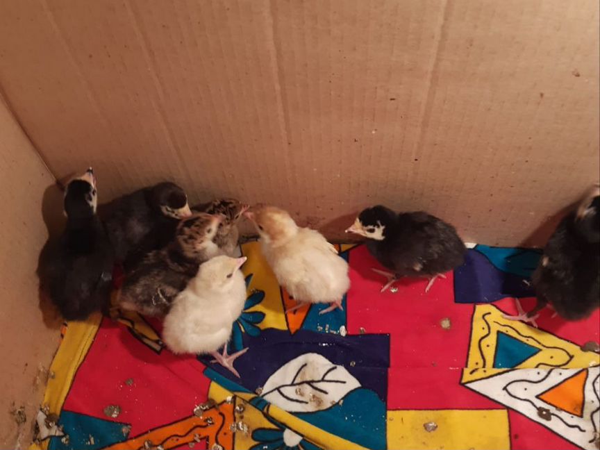 Индюшата степные-домашние