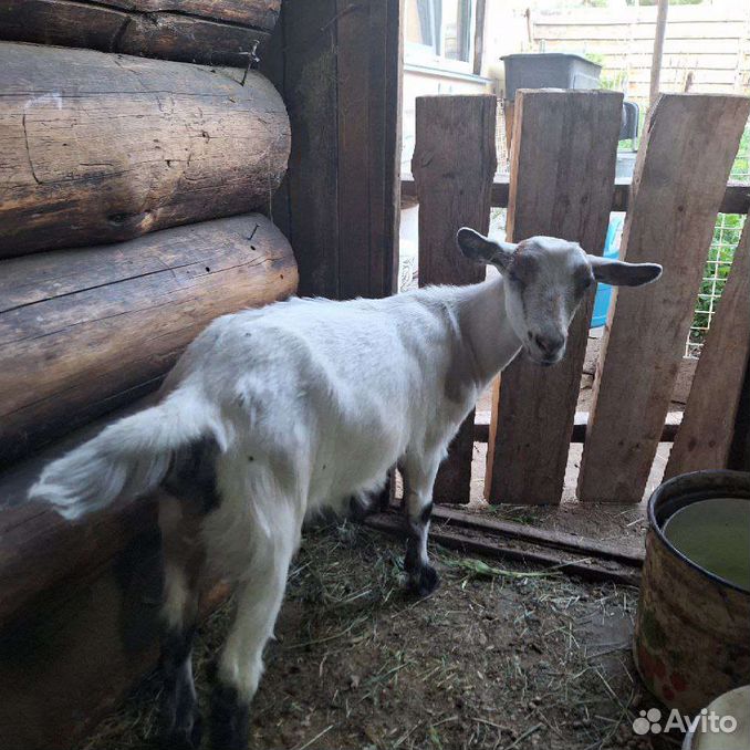 Козëл и козочка