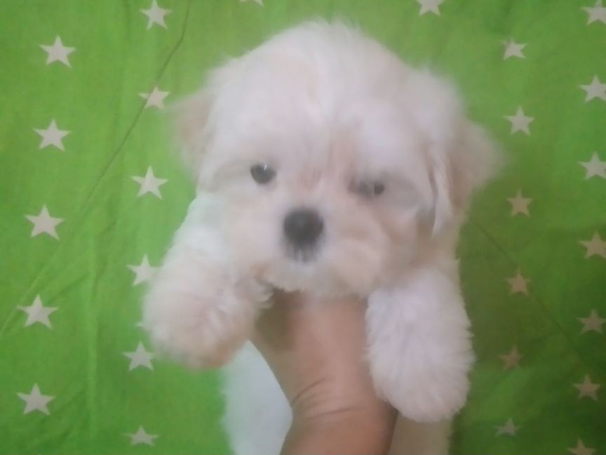 Болонка мальтезе девочка с документами РКФ