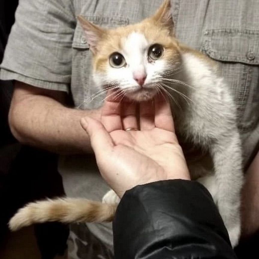 Кошечки, 6-7 месяцев