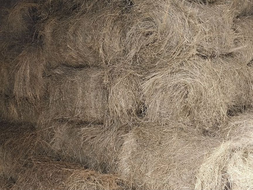 Продам сено в рулонах