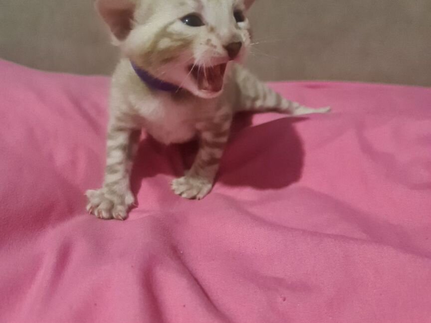 Мальчики окрас Минк