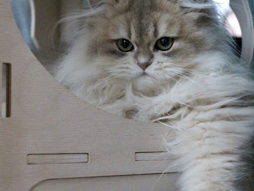 Золотая британская шиншилла