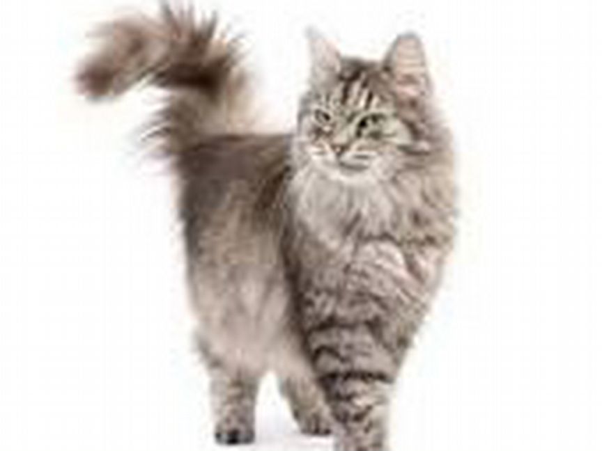 Отдадим кота в добрые руки иначе усыпят