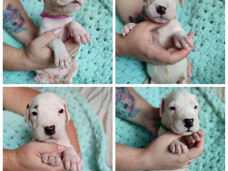 Щенки Аргентинского дога