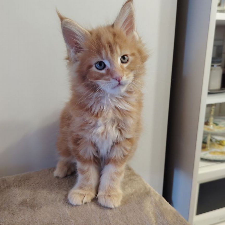 Мейн-кун котёнок