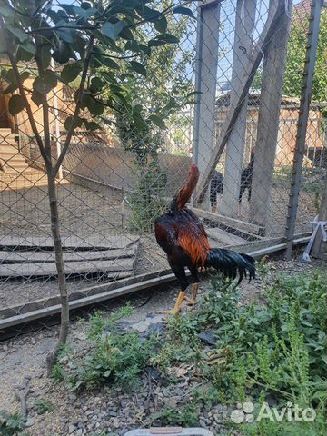 Бойцовые петухи о шамо