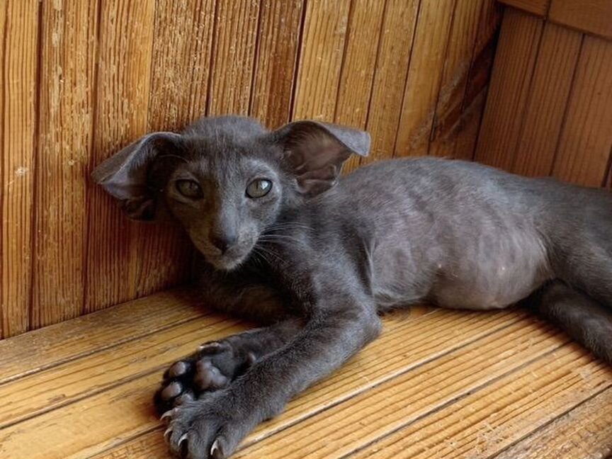 Ориентальные котята