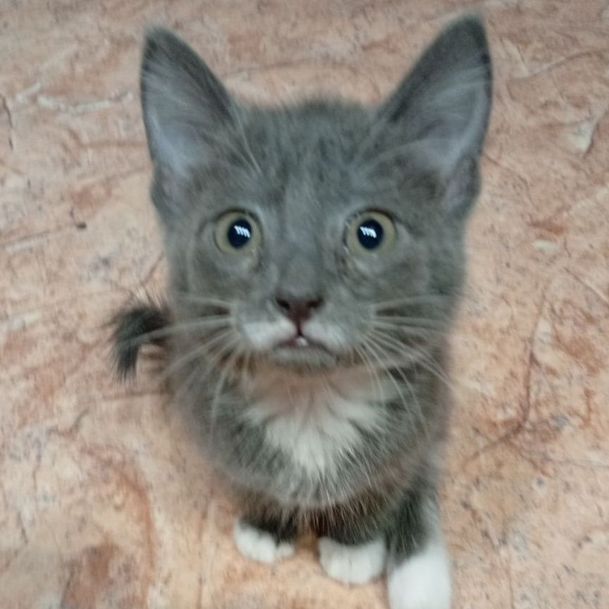 Сиамский котёнок