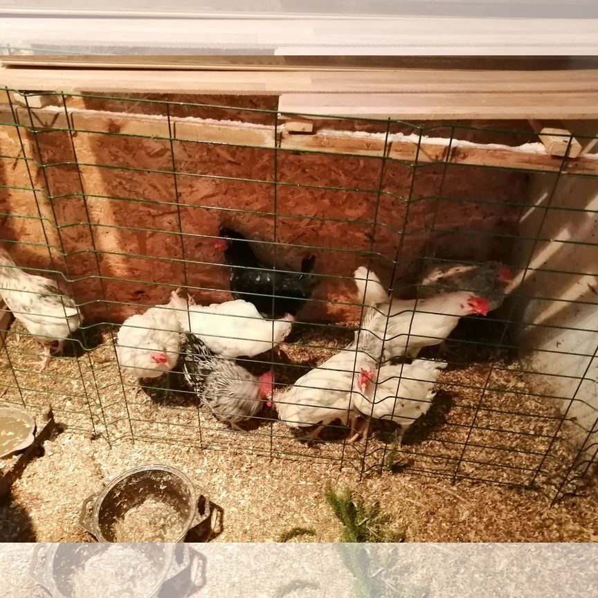 Петушки 5 месячные