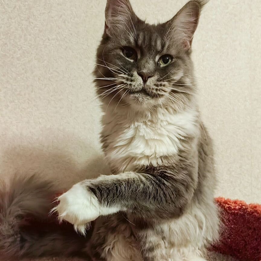 Кошки мейн-кун