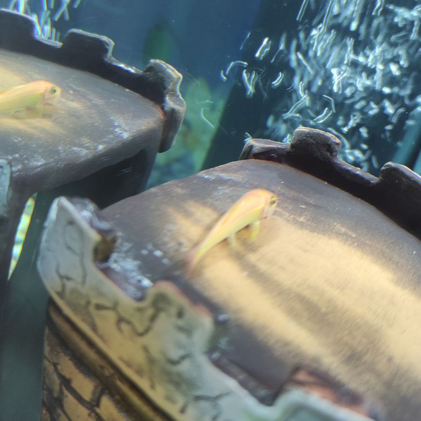 Водорослеед