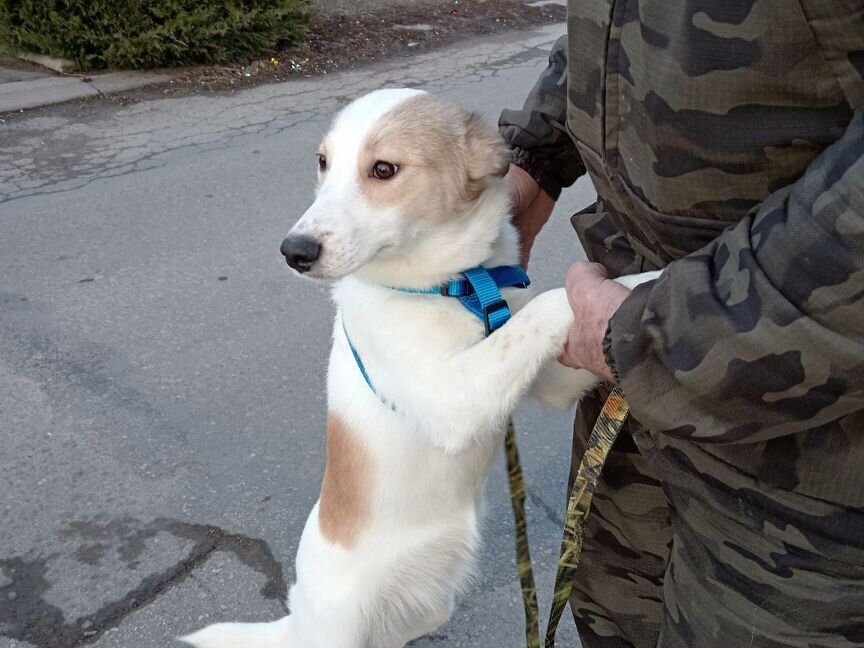 Собака в добрые руки щенок