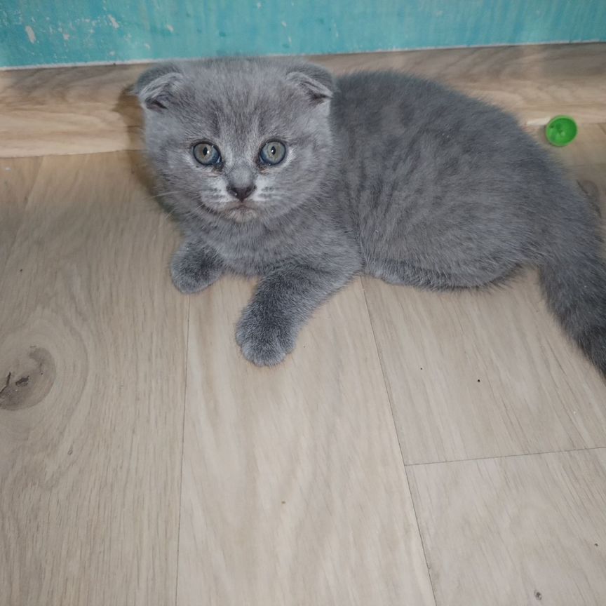 Шотландский котёнок