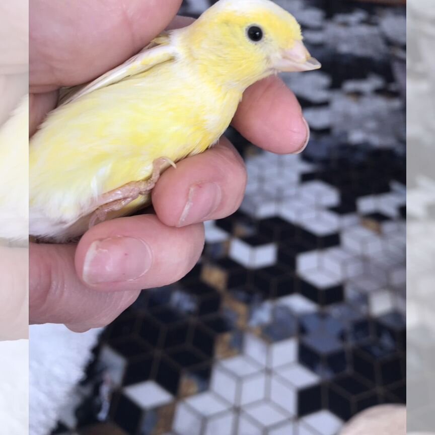 Кенара и канарейки