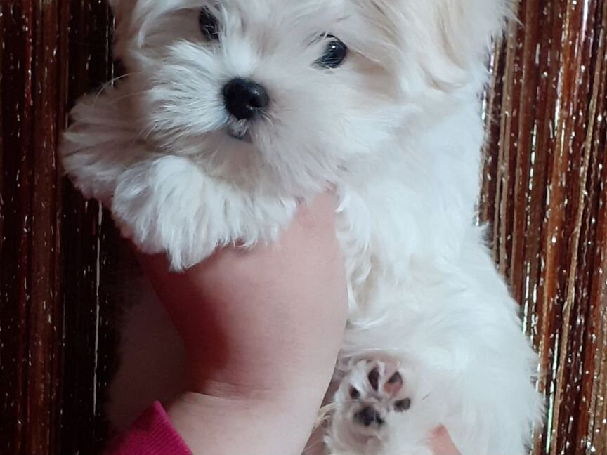 Мальтийская болонка