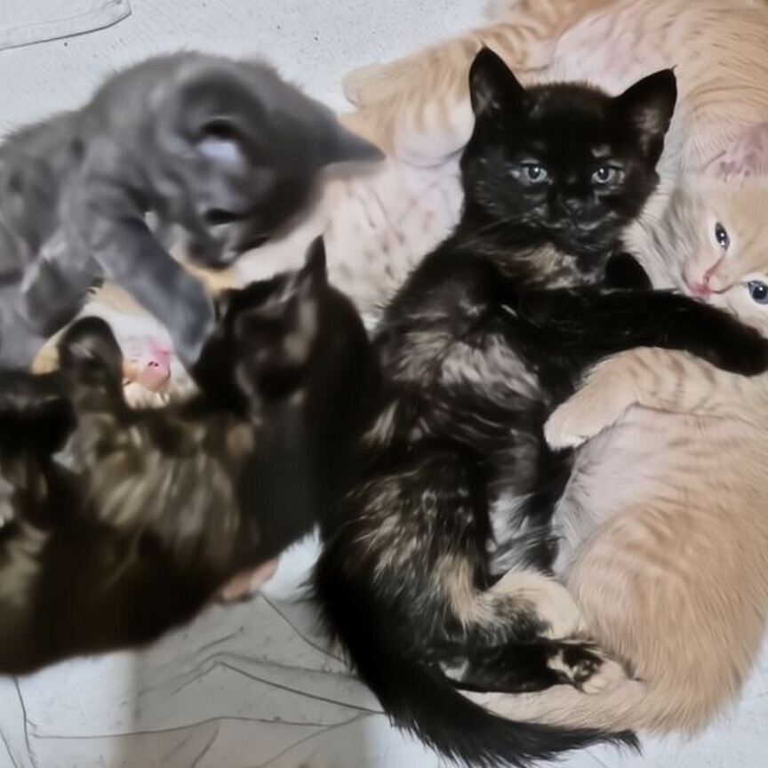 Котёнок в добрые руки