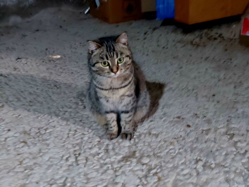 Подросток, красивая девочка Надёжным хозяевам