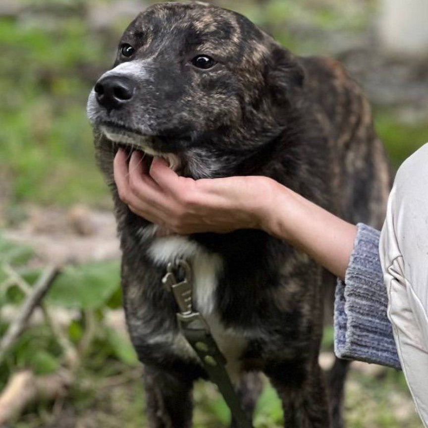 Тайгер ищет свой дом