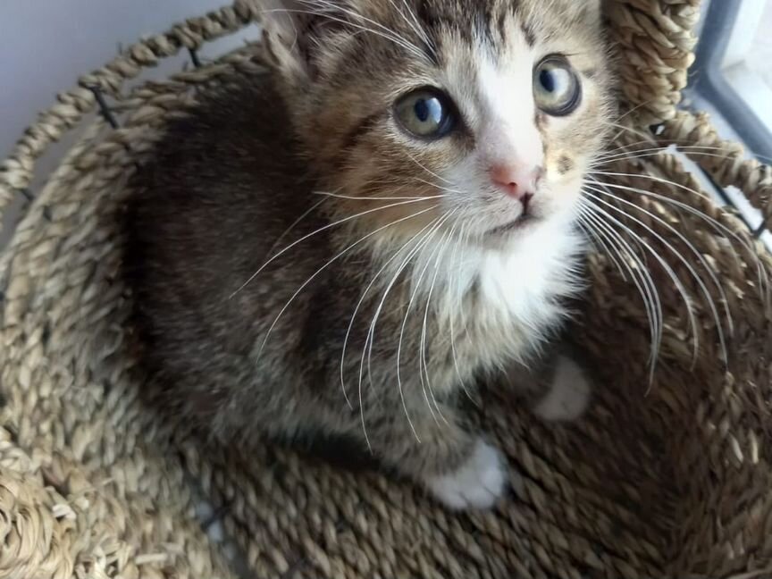 Букет котят