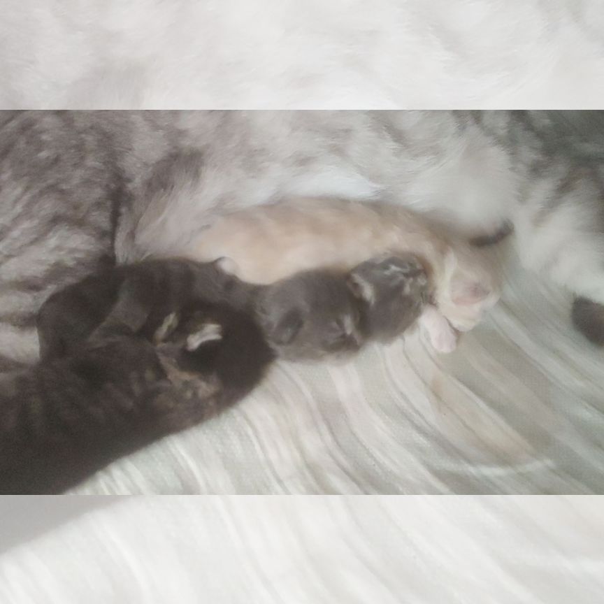 Котёнок от частного владельца