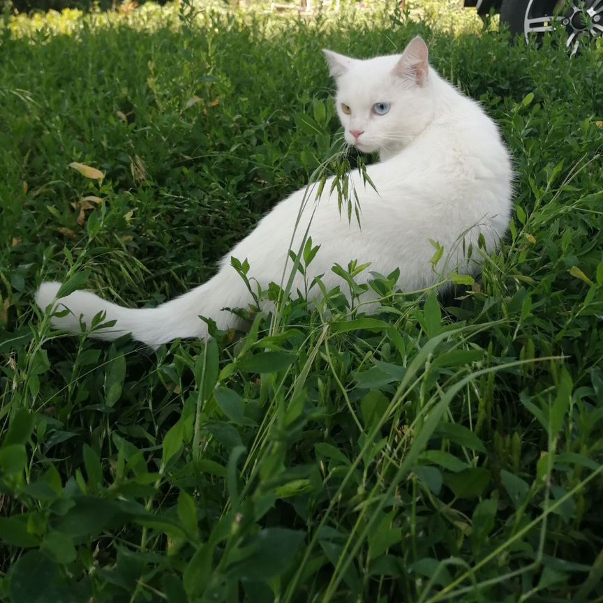 Взрослая, Девочка кошка в добрые руки