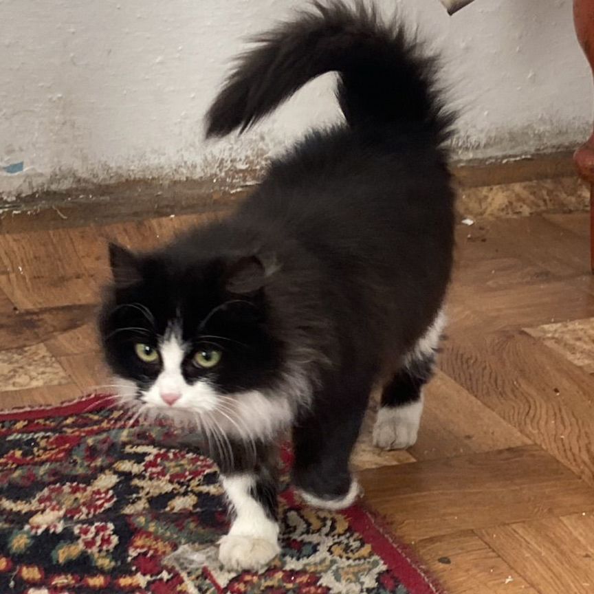 Котёнок в добрые руки