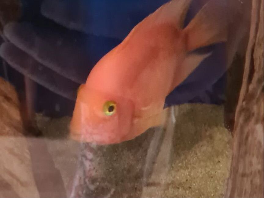 Аквариумная рыба попугай