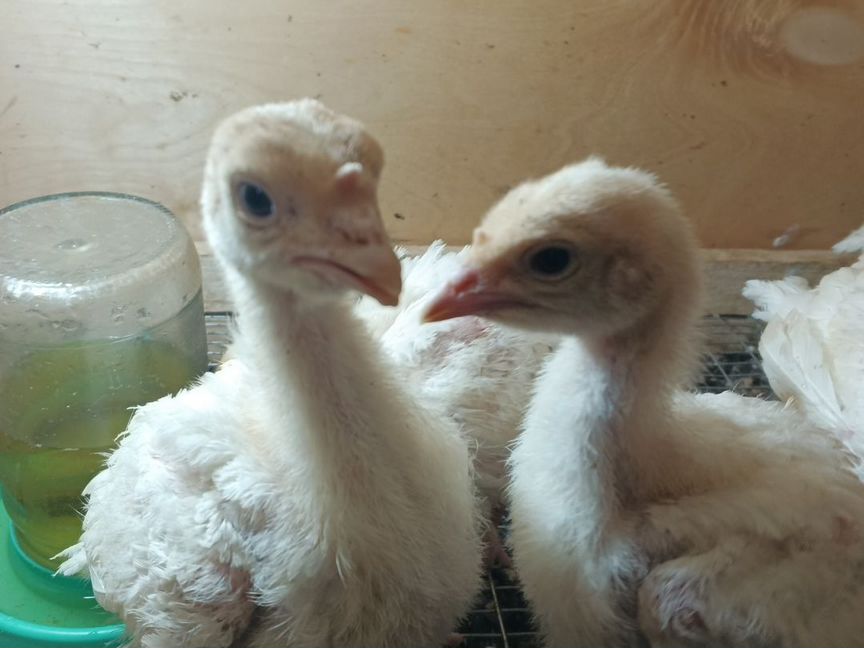 Индюшата 10 суток