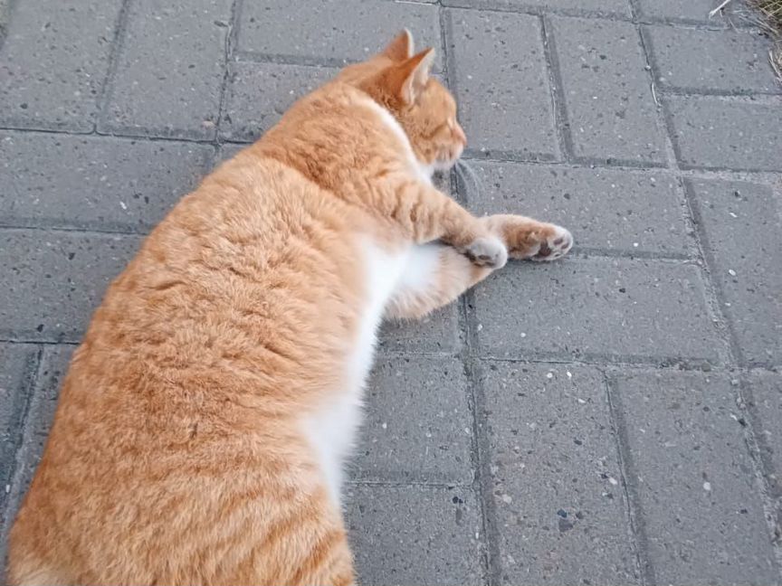 Лизонька ищет дом